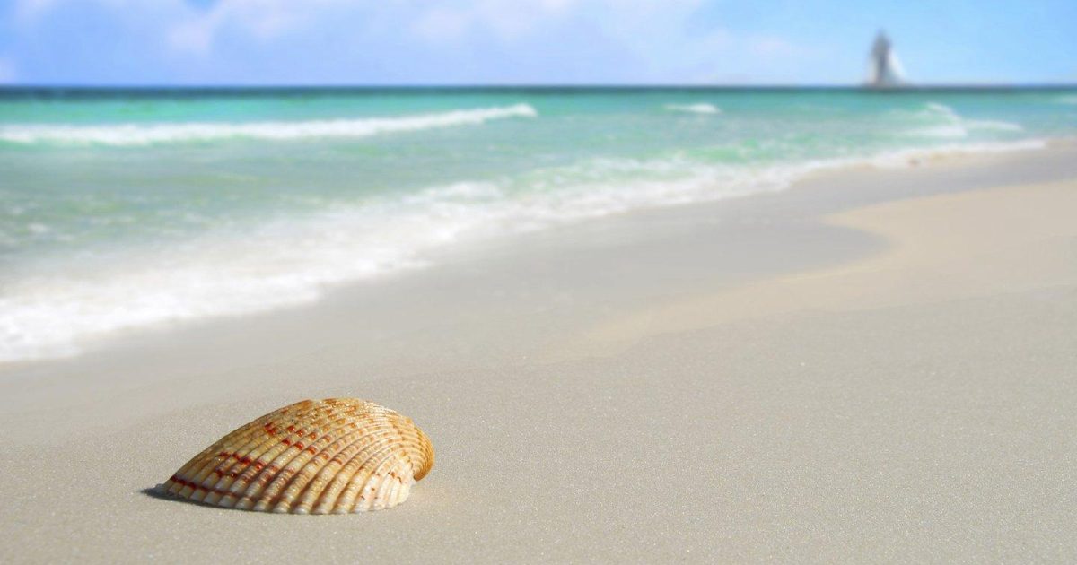’Tis the Season for Shelling! Four Tips to Finding the Best Sea Shells ...