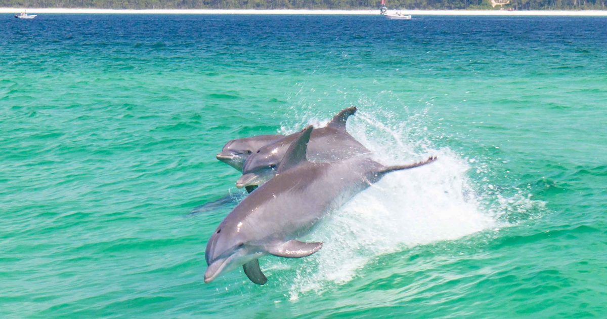5 Places to See Dolphins in Pensacola | Visit Pensacola